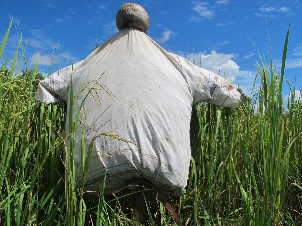 TEACHER BLOG: How do Scarecrows Work? | The Ponheary Ly Foundation